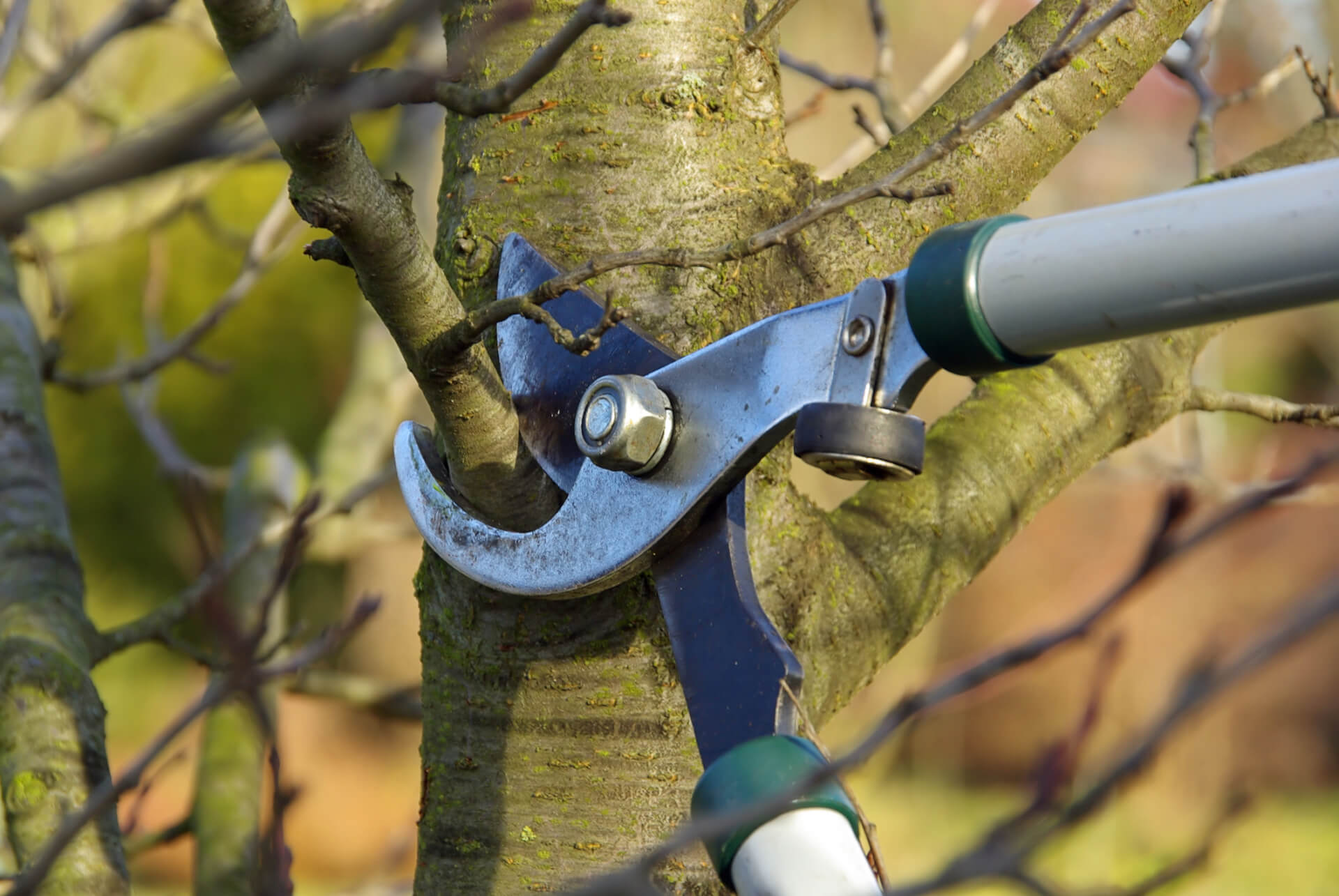 Tree Pruning Tips | Climate Action Fife