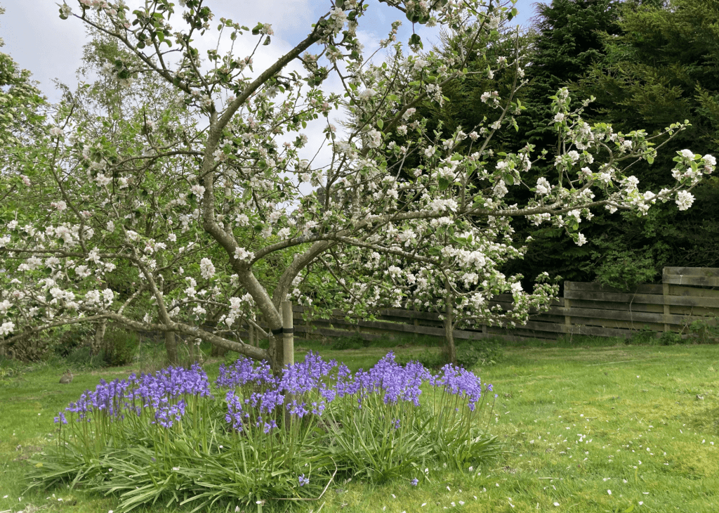 Climate Action Fife | Churches in Tayport plant fruit trees together Climate Action Fife | Churches in Tayport plant fruit trees together