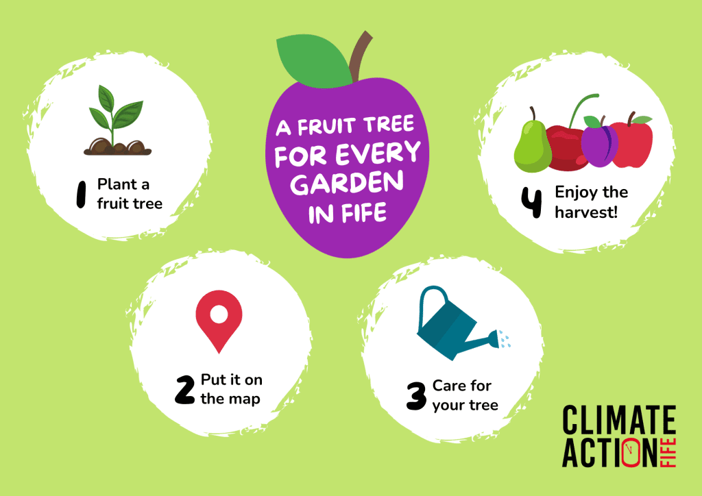 Climate Action Fife | A Fruit Tree for Every Garden in Fife Climate Action Fife | A Fruit Tree for Every Garden in Fife