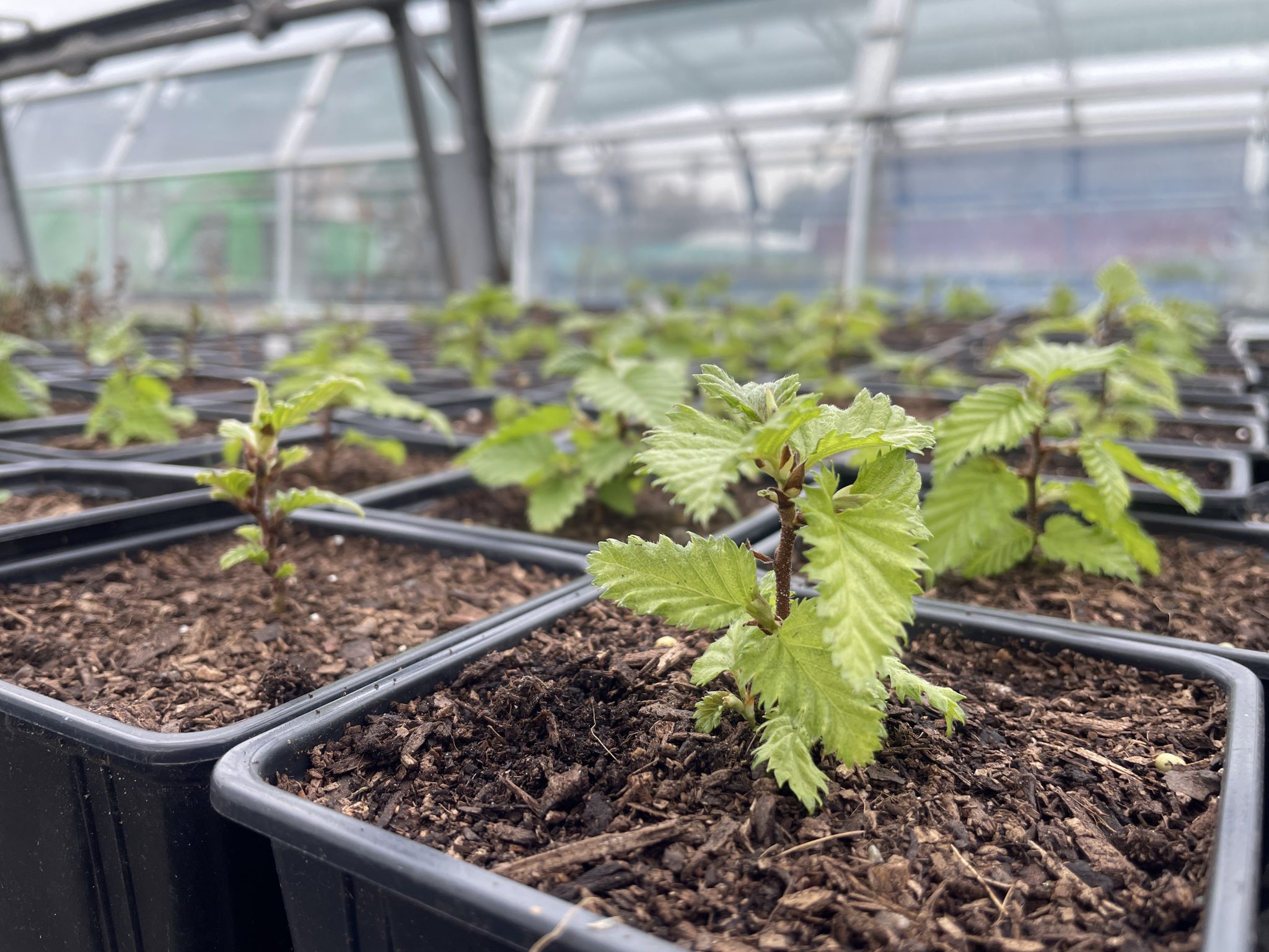 Climate Action Fife | Tree propagation practical workshop