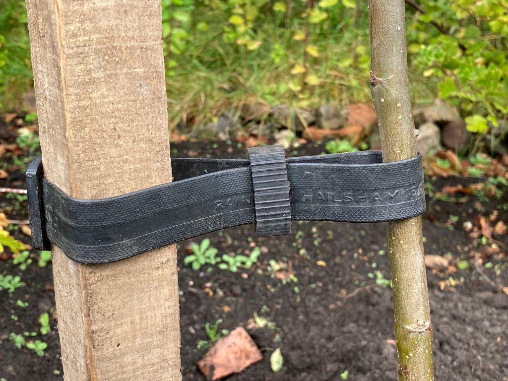 Climate Action Fife | Fruit tree planting and care guide