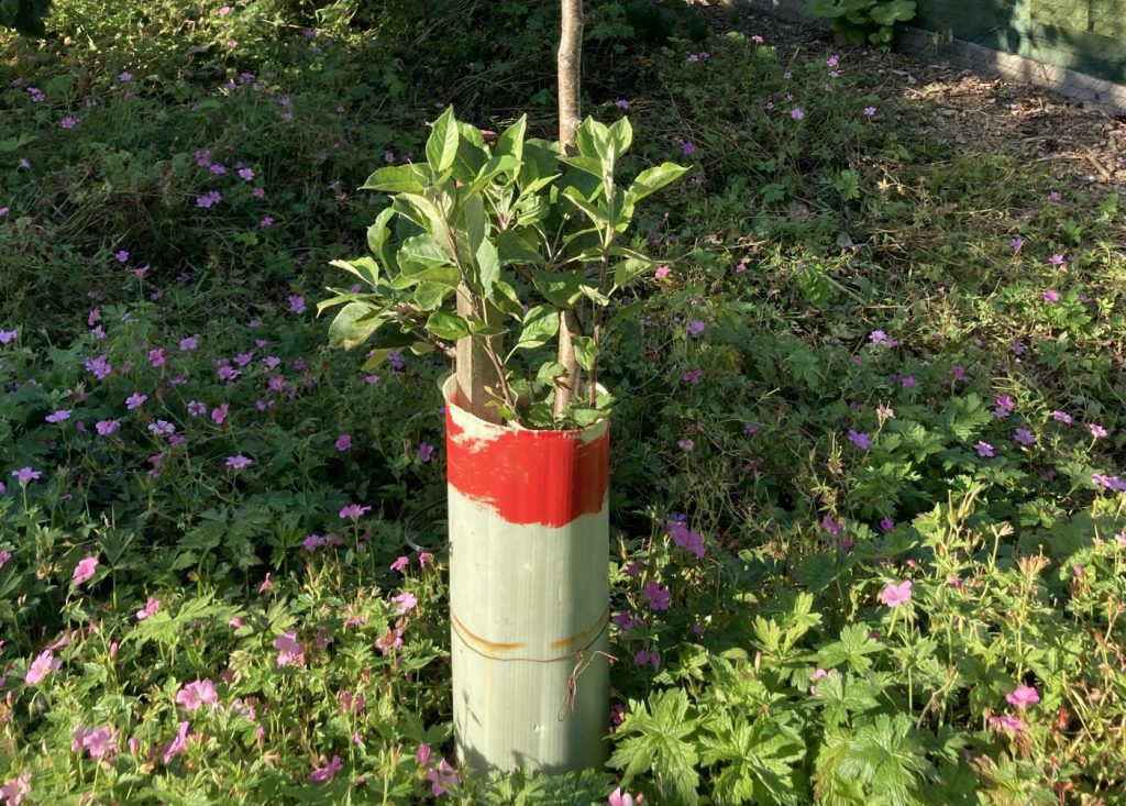 Climate Action Fife | Fruit tree planting and care guide