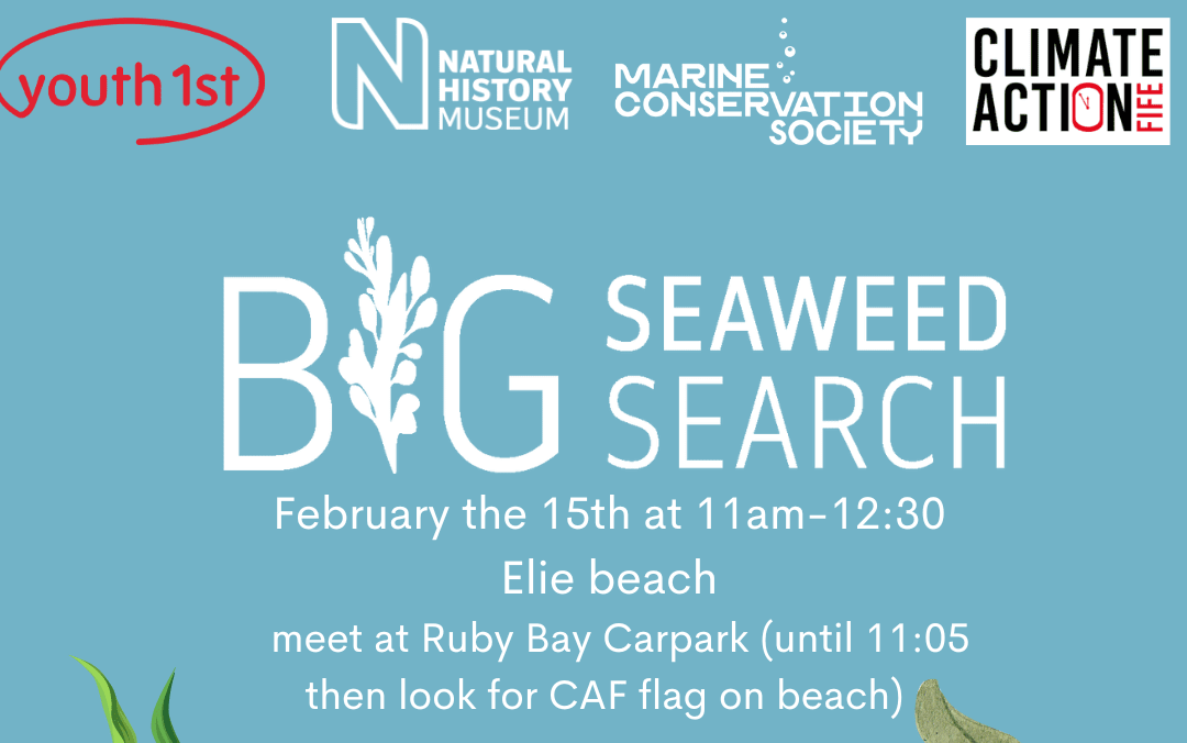 Climate Action Fife | Seaweed search