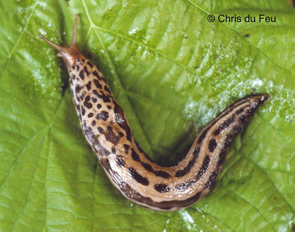 Climate Action Fife | See Past the Slime: Learn to Identify Slugs
