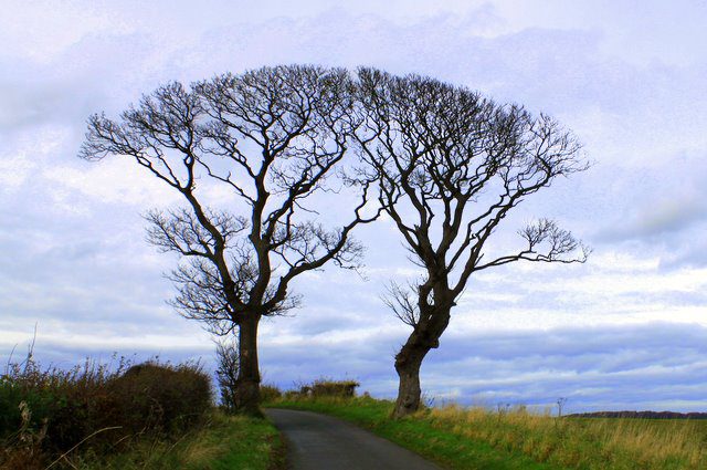 Climate Action Fife | Fife Climate Forest Photo Competition