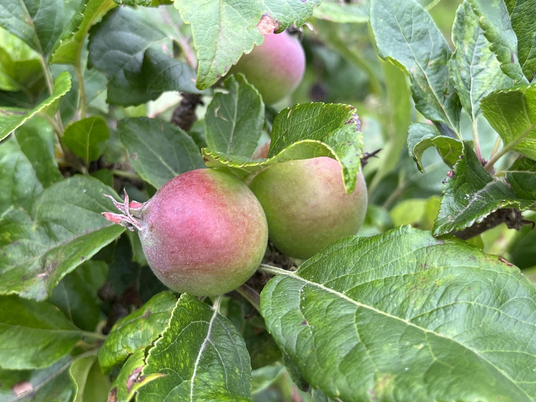 Climate Action Fife | Climate Friendly Gardens – Summer fruit tree ...